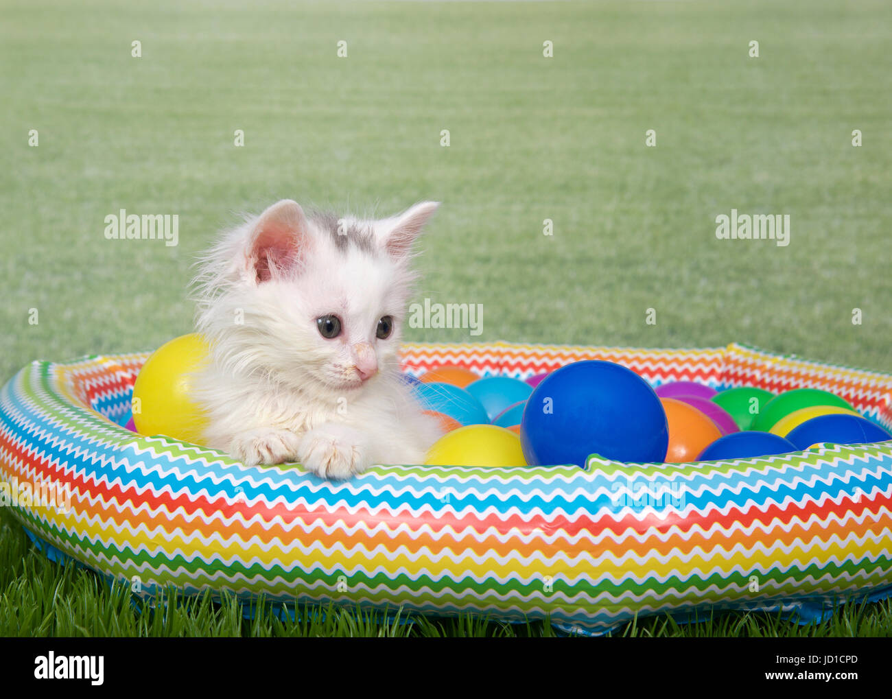 Portrait of one small fluffy white kitten with puff of brown fur on top ...