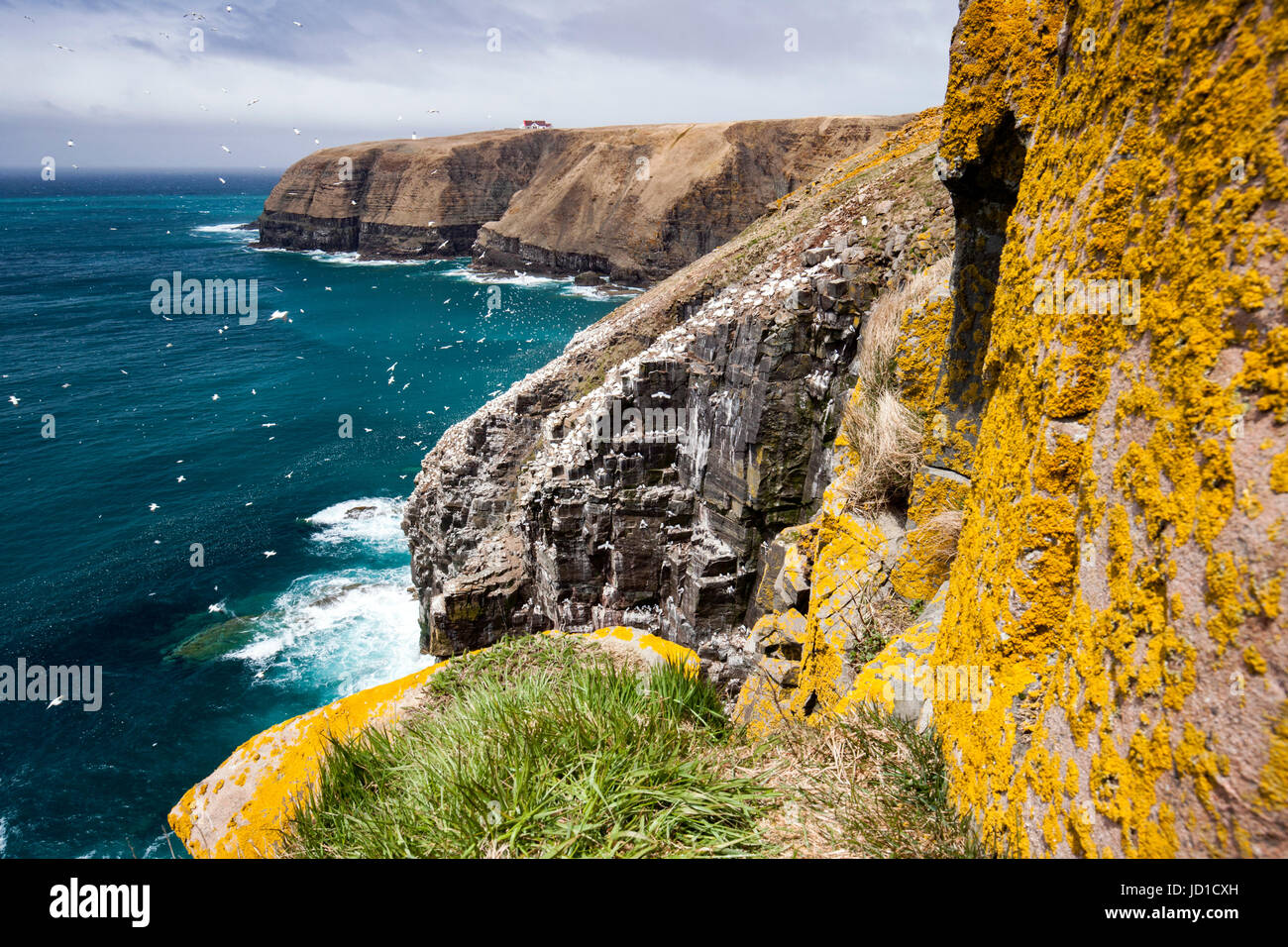 Rugged Coastal Landscape at Cape St. Mary's Ecological Reserve, Cape St ...