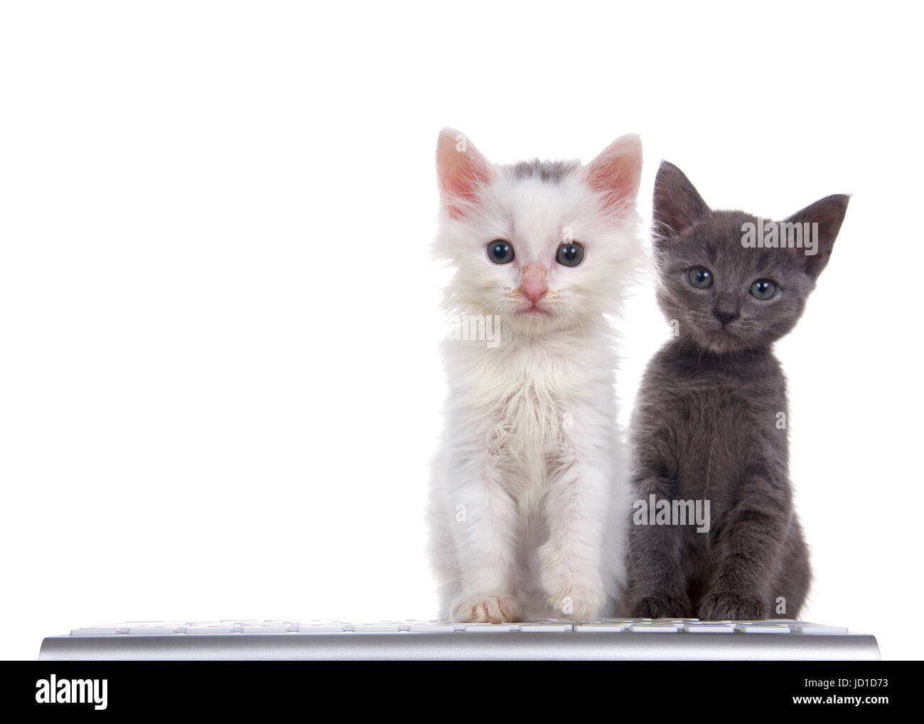 One fluffy white kitten sitting in front of a computer keyboard, gray ...
