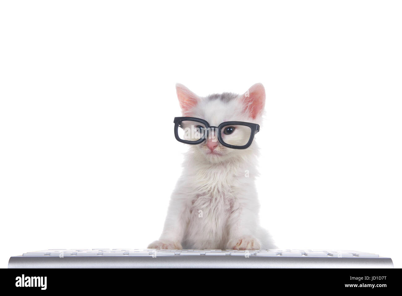 One cute adorable fluffy white kitten wearing black geeky glasses ...