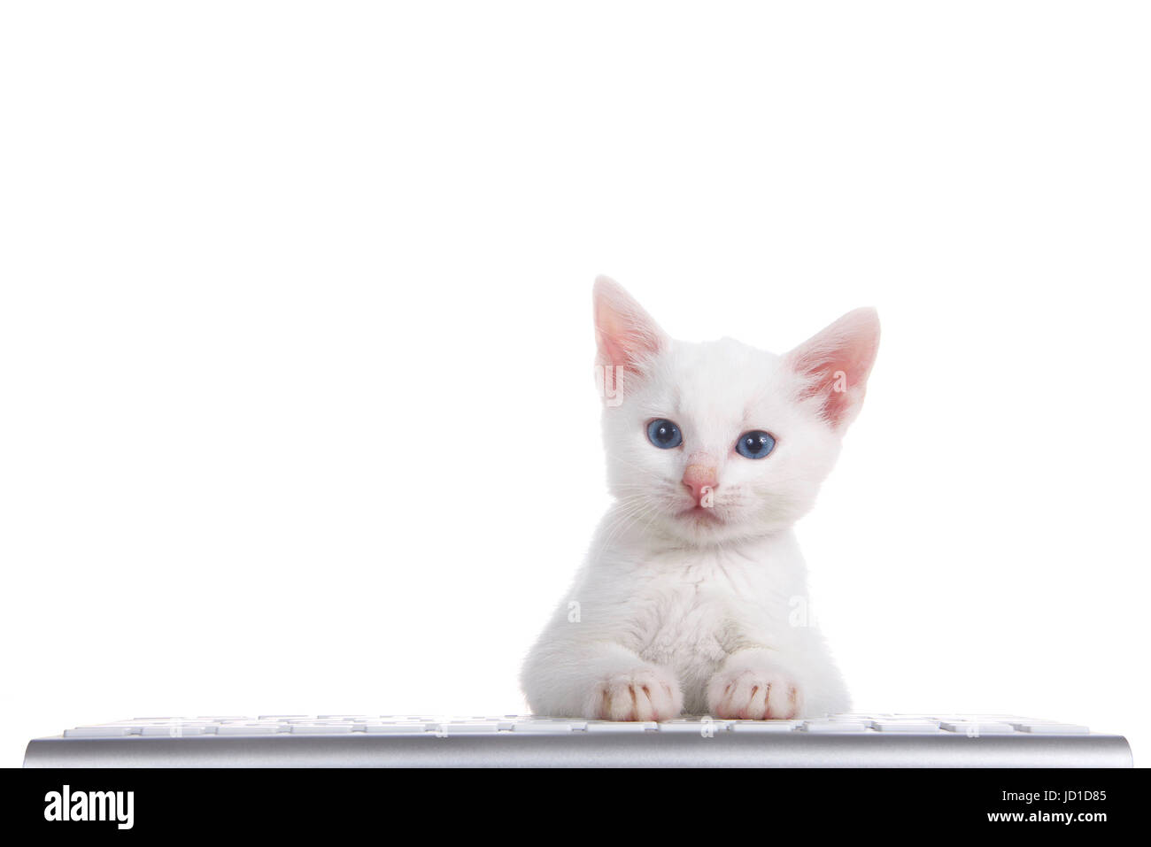 one fluffy white kitten with beautiful blue eyes laying on a computer ...