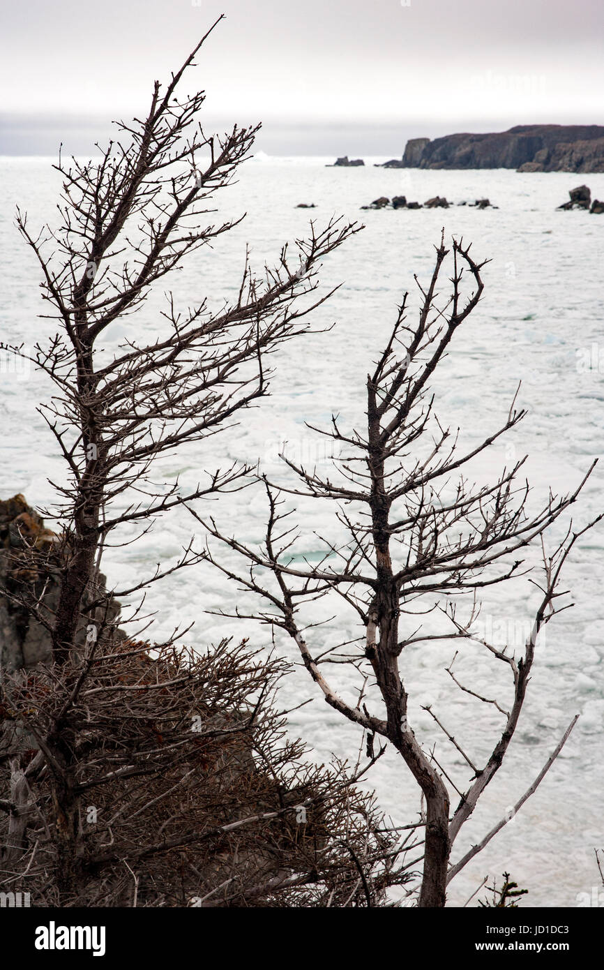 Newfoundland tuckamore tree hi-res stock photography and images - Alamy