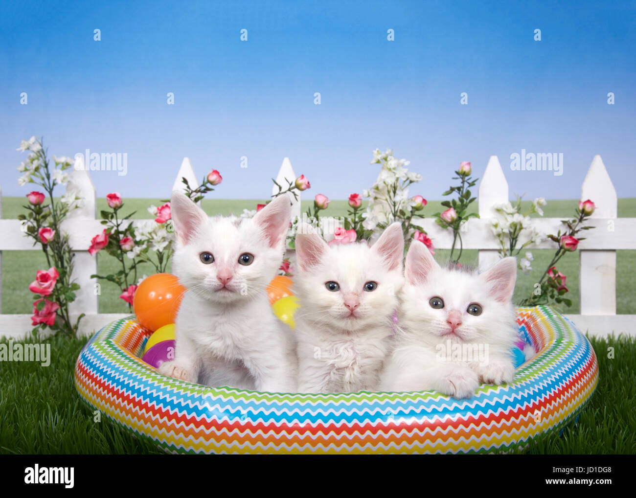 Three fluffy white kittens sitting in a plastic blow up pool with ...