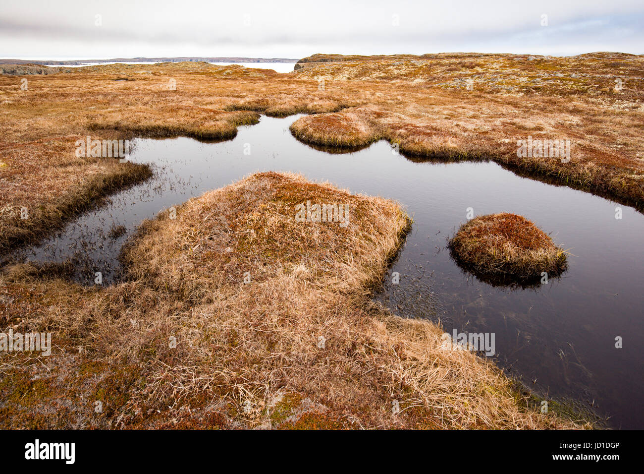 Barren grassy landscape at Spillars Cove, near Bonavista, Cape ...