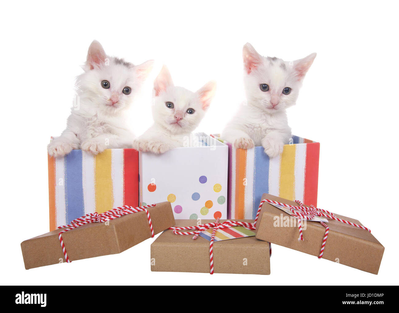 Three fuzzy white kittens sitting in decorative present boxes with ...