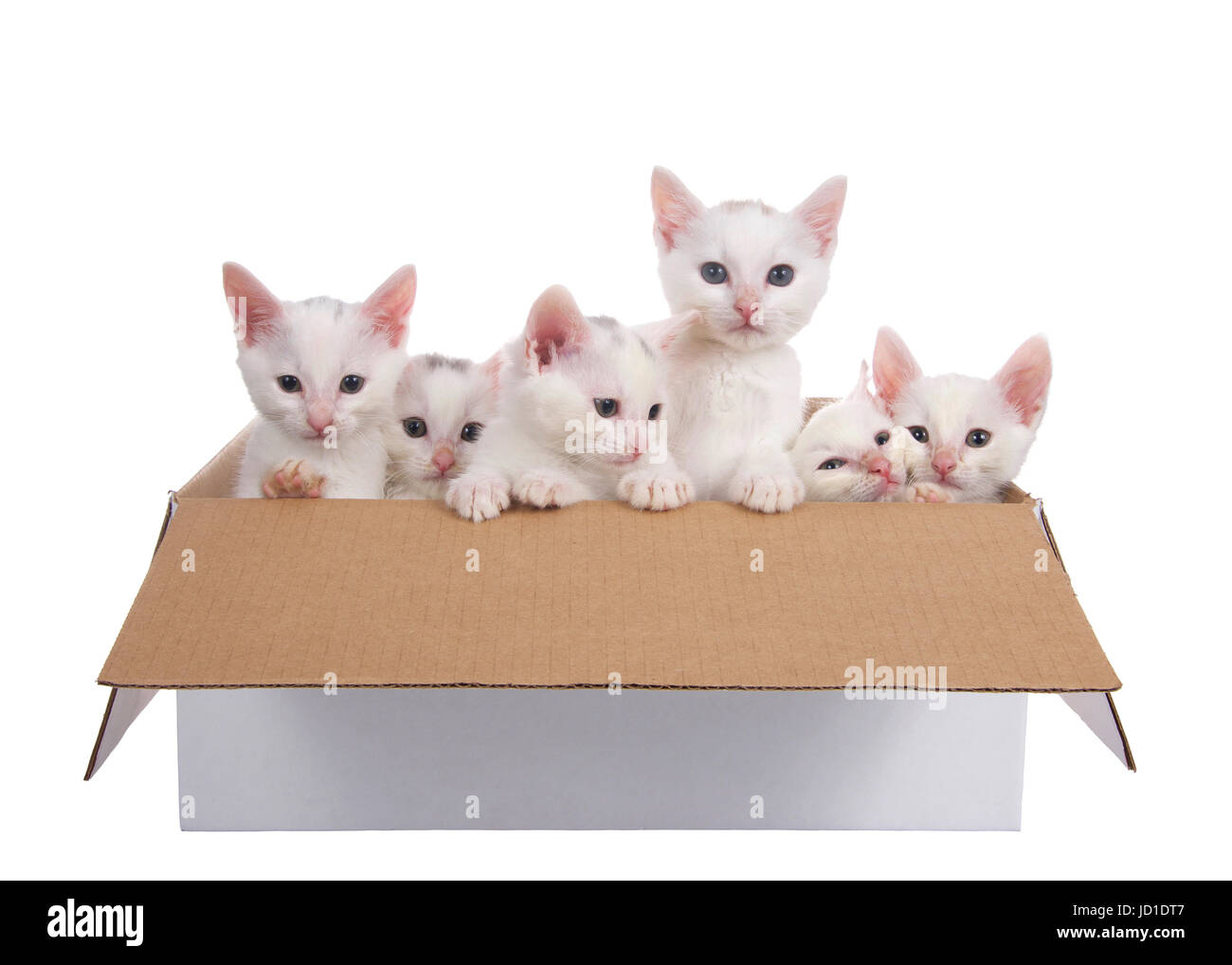 Cardboard box full of six white kittens peaking over the top looking at ...
