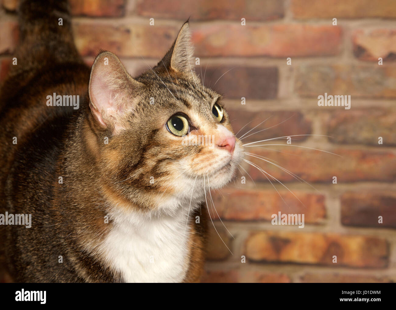 Profile portrait of a calico cat standing in front of a brick wall ...