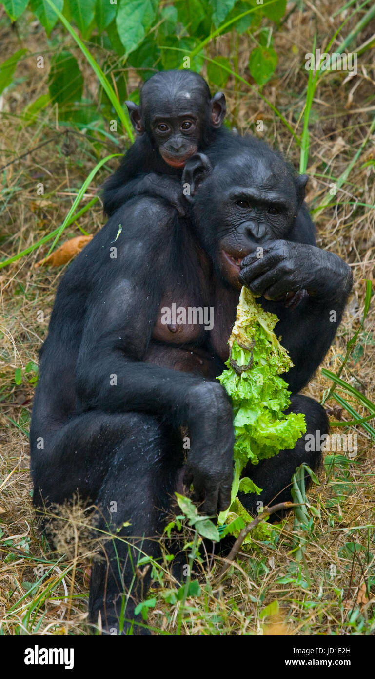 Female bonobo with a baby. Democratic Republic of Congo. Lola Ya BONOBO ...