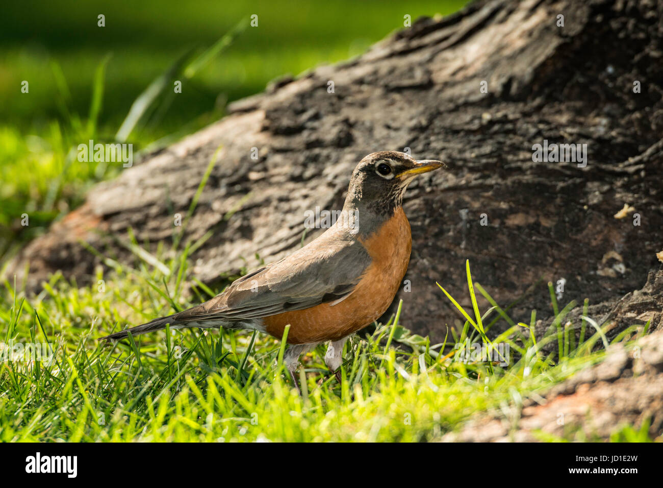 Robin foraging in green grassy area Stock Photo - Alamy