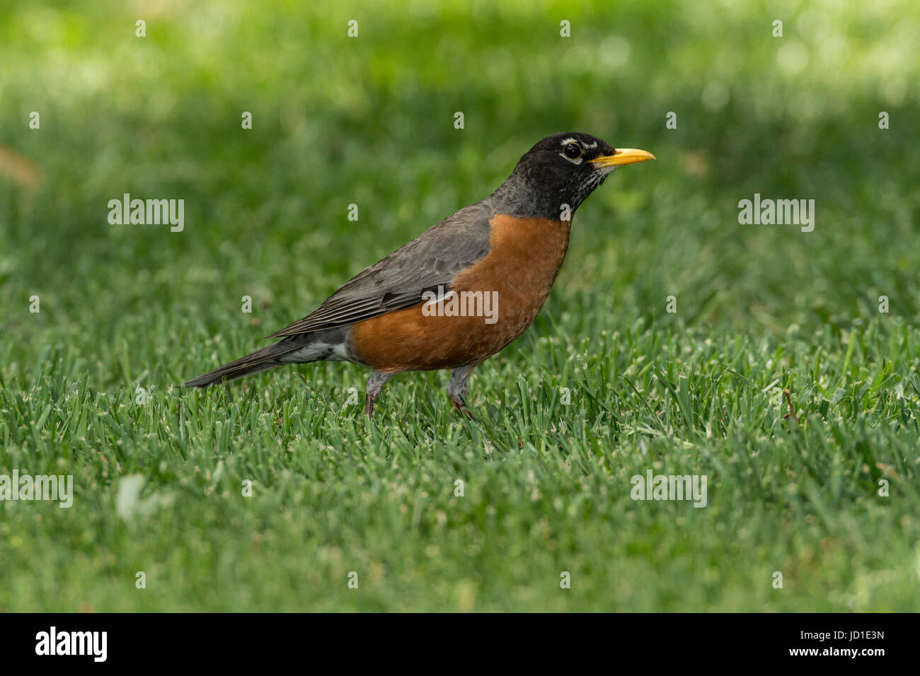 Green grassy area hi-res stock photography and images - Alamy