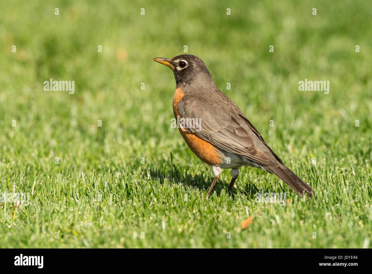 Green grassy area hi-res stock photography and images - Alamy