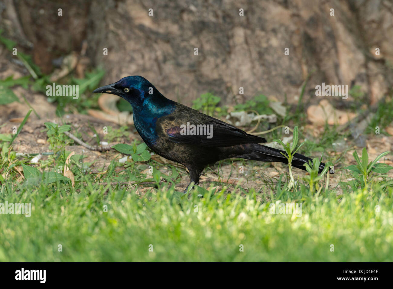 Male grackle bird quiscalus ground forage foraging hi-res stock ...
