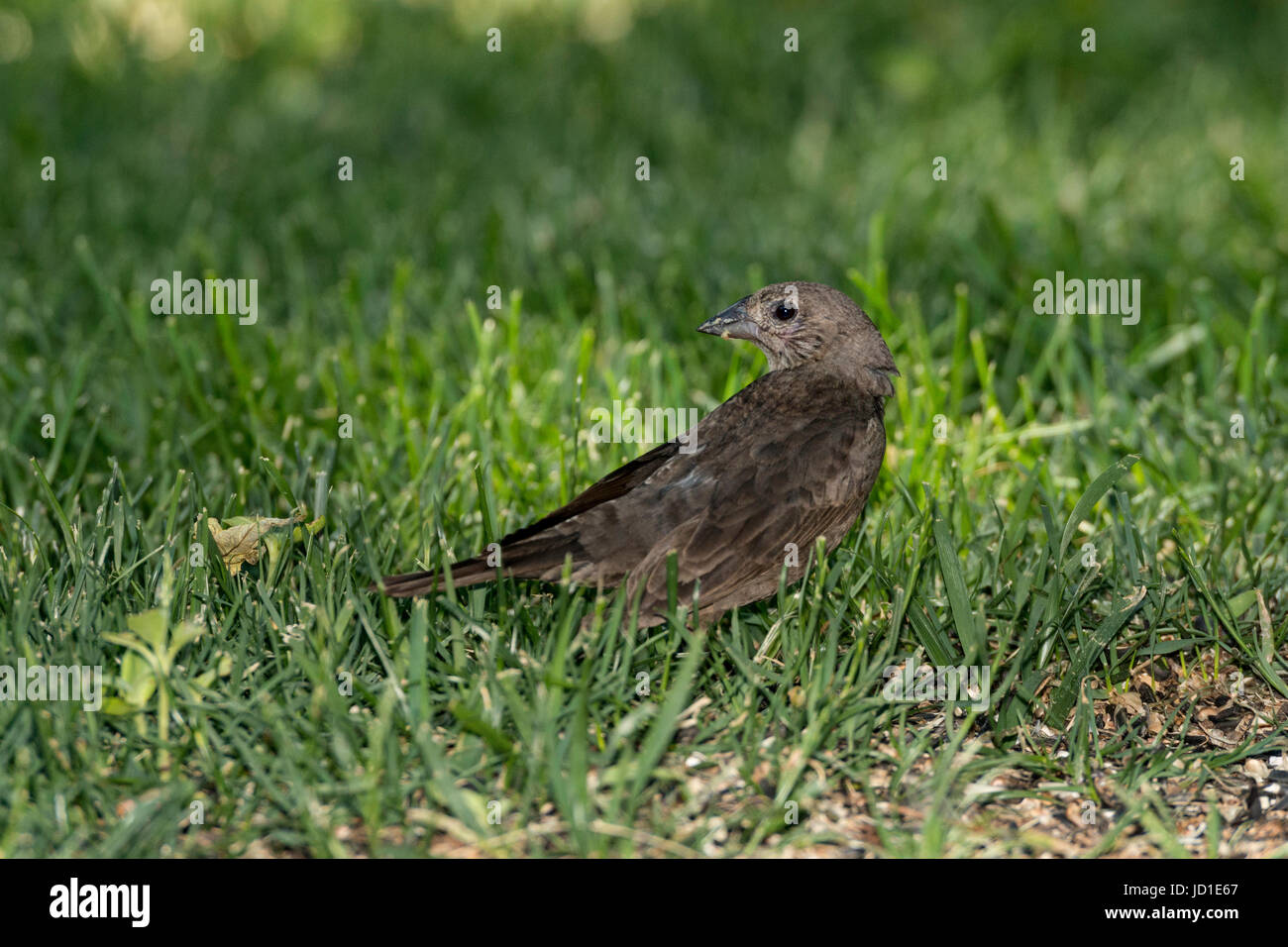 Female Cowbird foraging spilled seeds in grass Stock Photo - Alamy