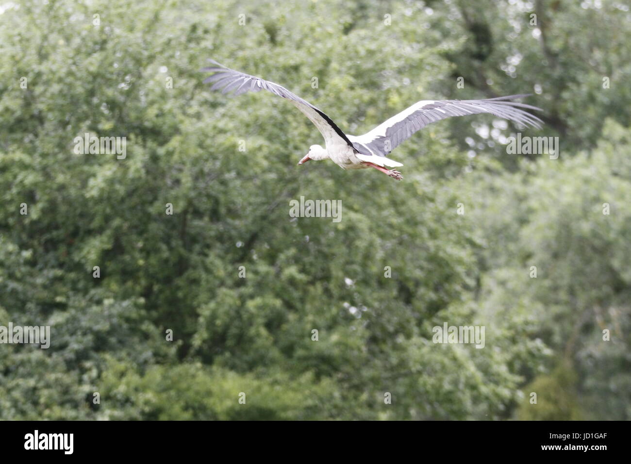 Storch storch storch storch fliegen hi-res stock photography and images ...