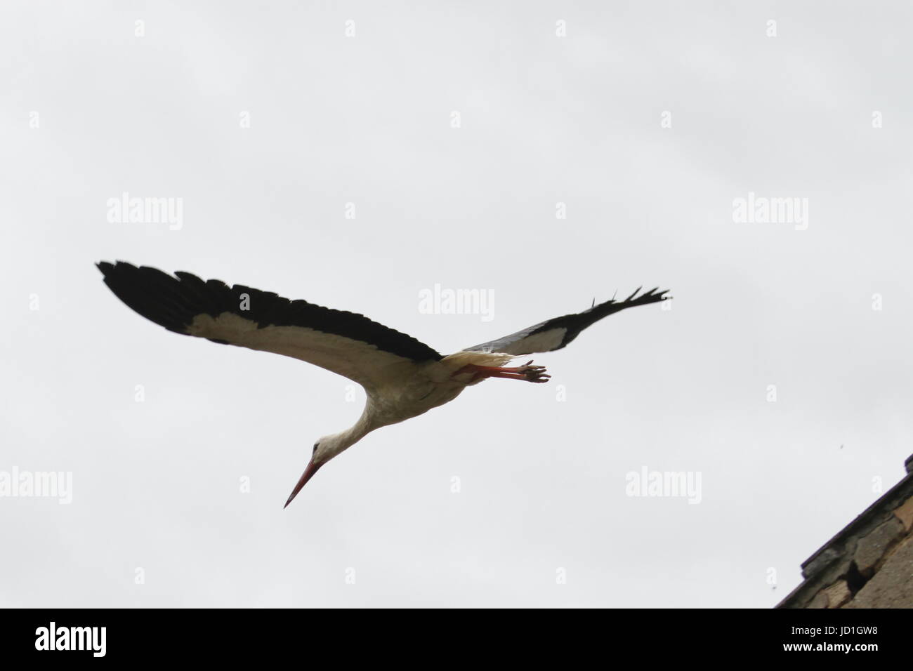 Ihlow, Dorf, Germany. 17th June, 2017. Storch in flight in Ihlow in ...