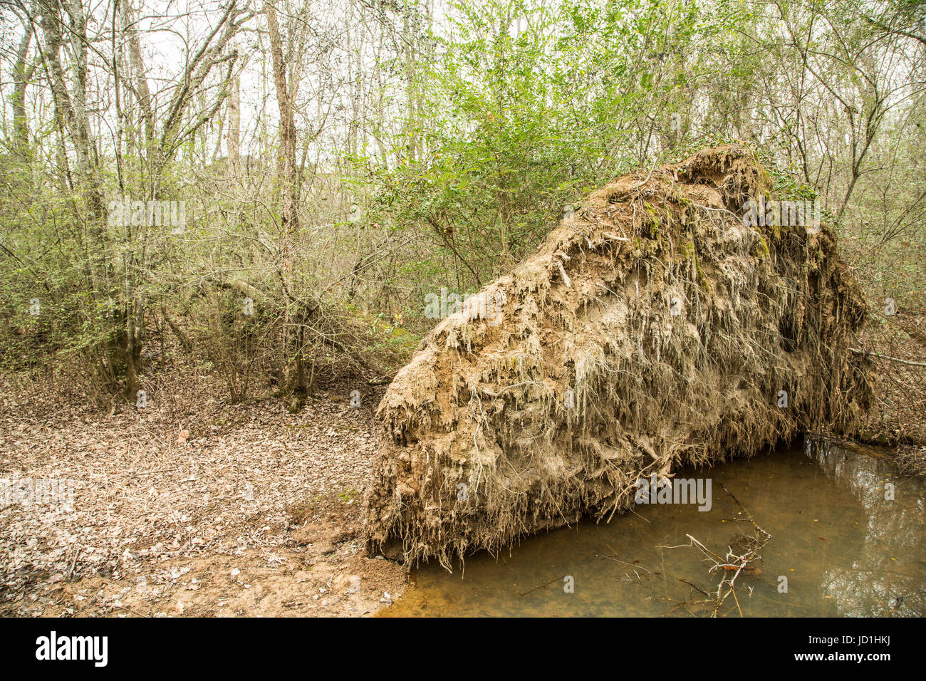 Uprooted tree hole hi-res stock photography and images - Alamy