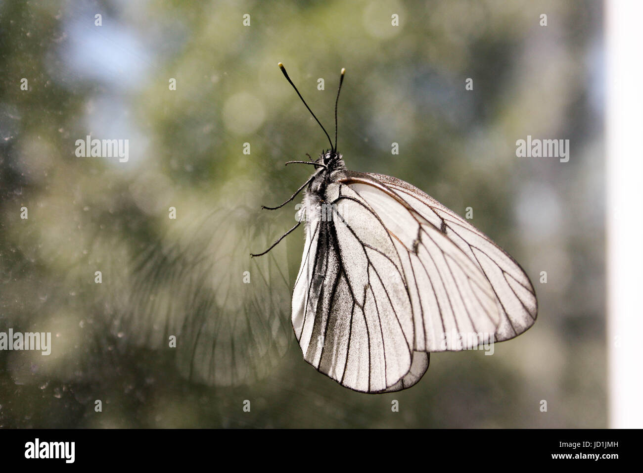 Butterfly reflection on white glass hi-res stock photography and images ...