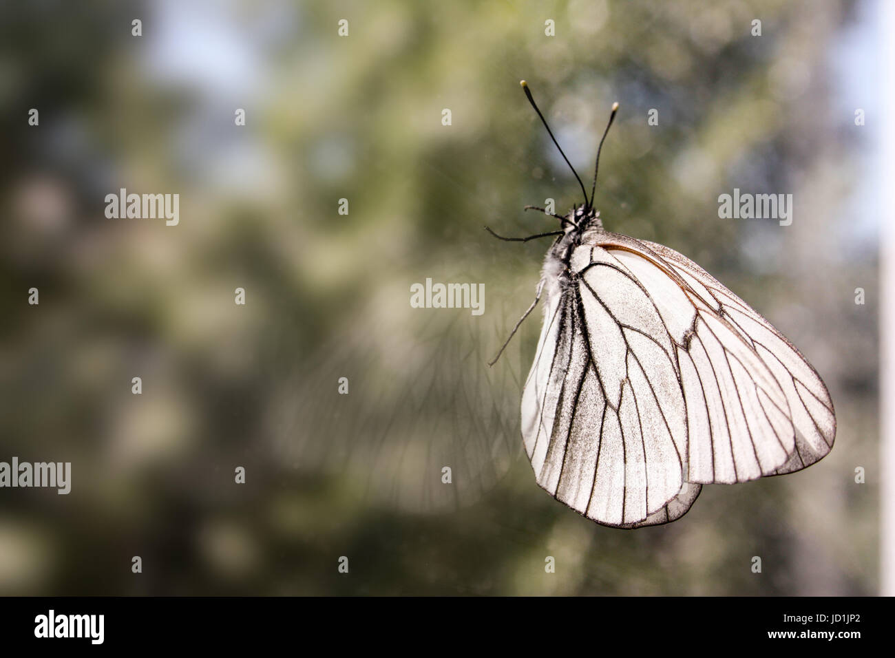Butterfly reflection on white glass hi-res stock photography and images ...