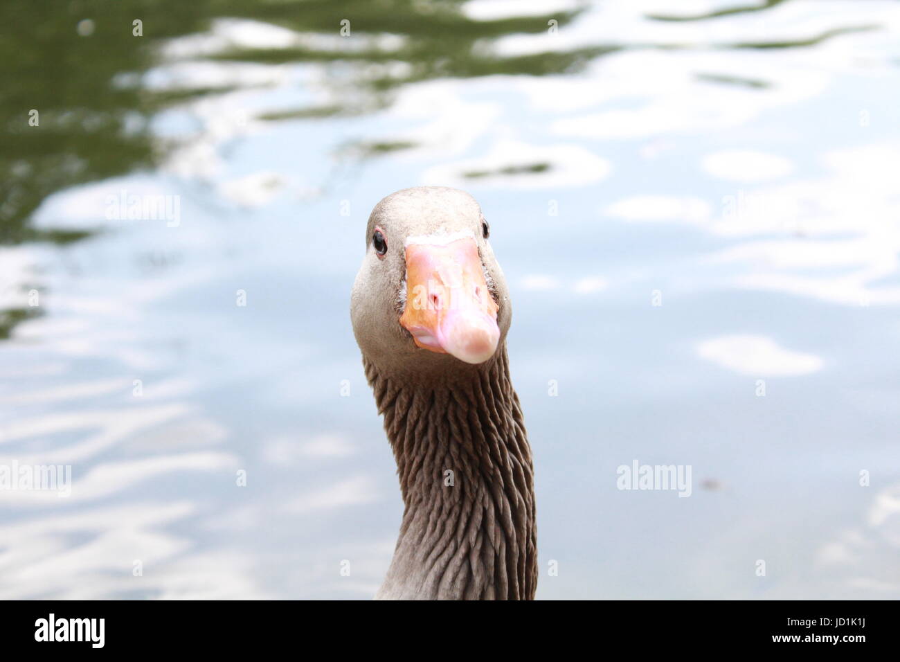 A grey goose looking straight at the camera with a lake refkecting the ...
