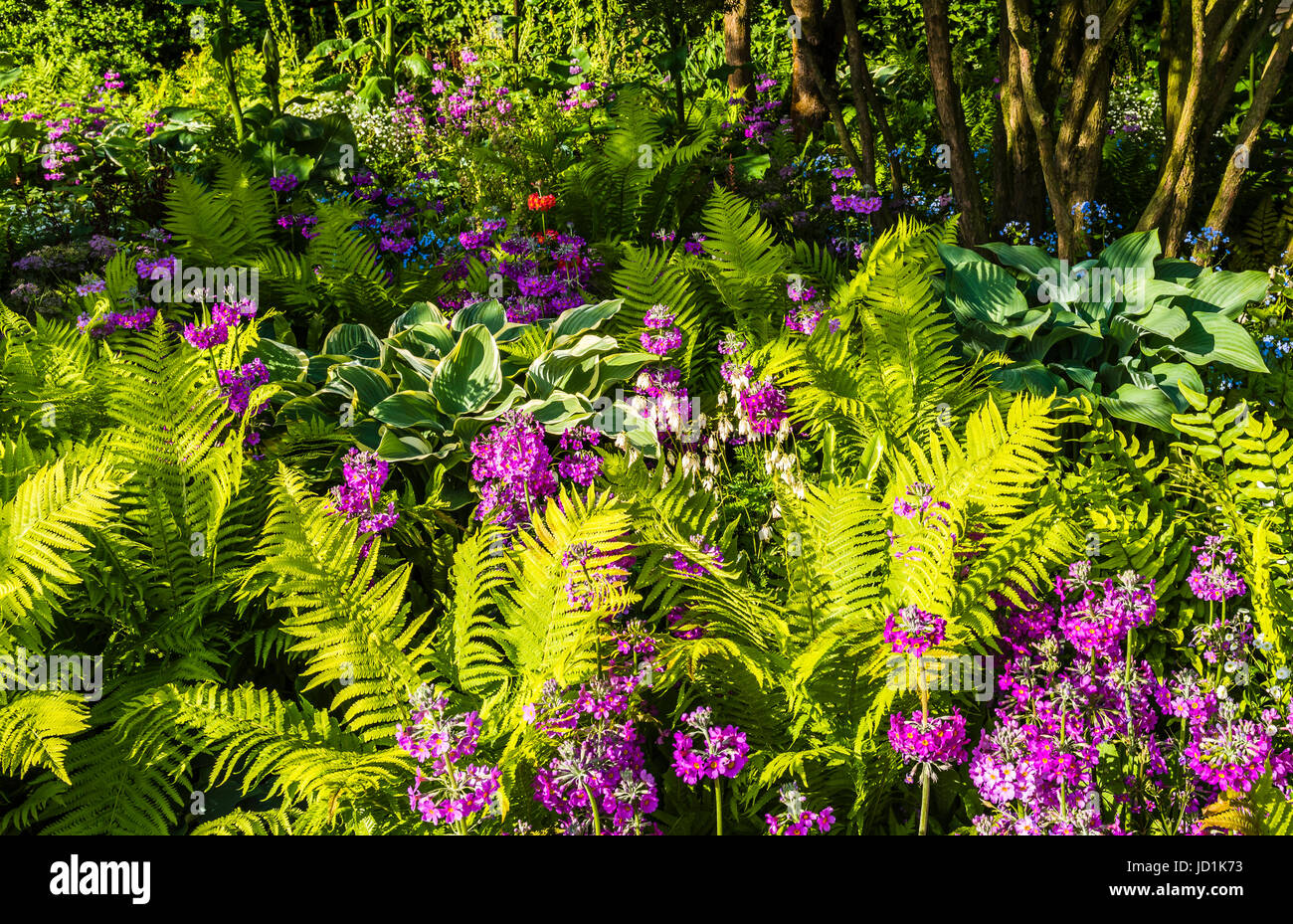 Colourful purple spring display in Chelsea, London, UK Stock Photo - Alamy