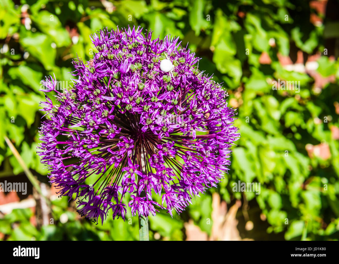Allium spider hi-res stock photography and images - Alamy