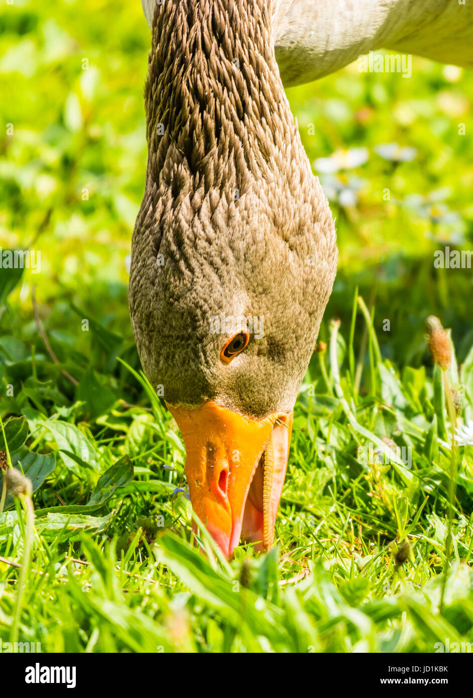 Goose beak teeth hi-res stock photography and images - Alamy