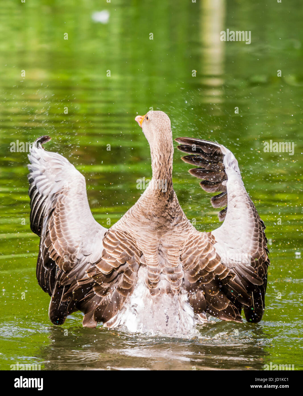 Greylag Goose flapping its wings on the York University campus lake ...