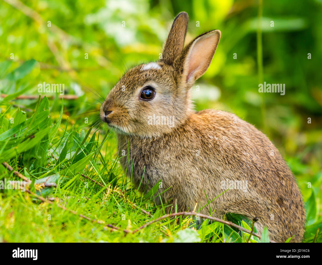 Rabbit young shade hi-res stock photography and images - Alamy