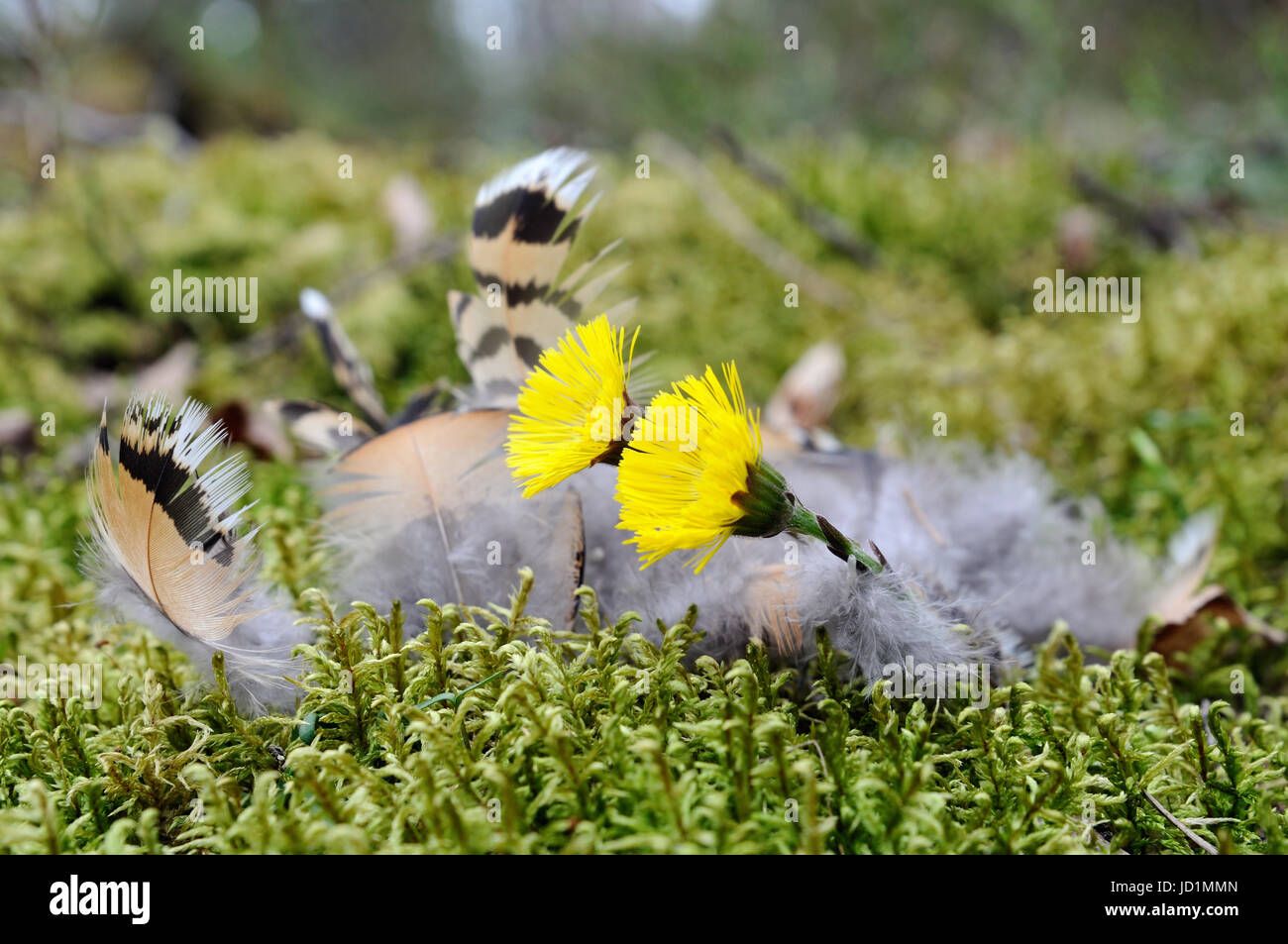 Partridge feathers lay on moss in a shape of a bird, Puumala region ...