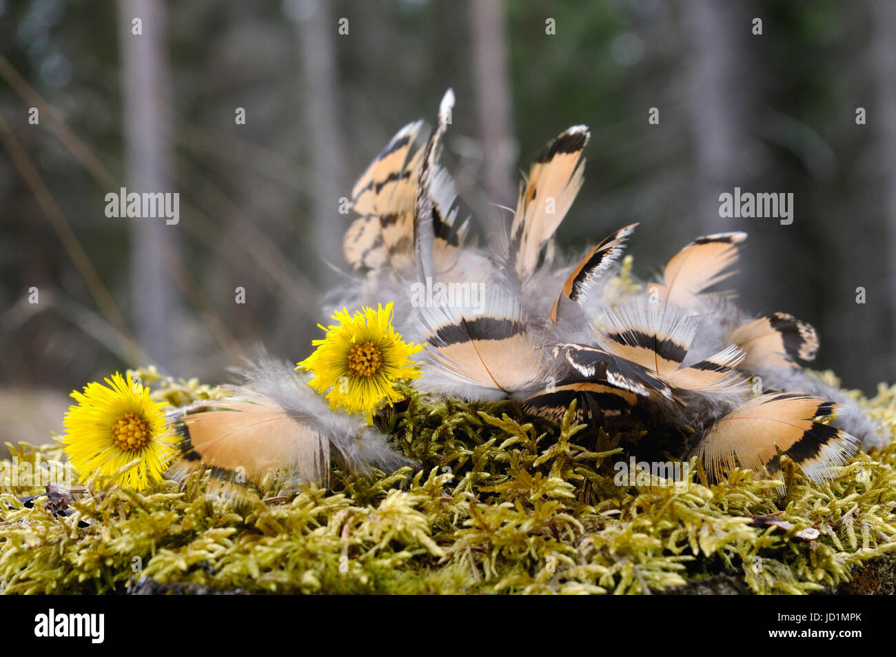 Partridge feathers hi-res stock photography and images - Alamy