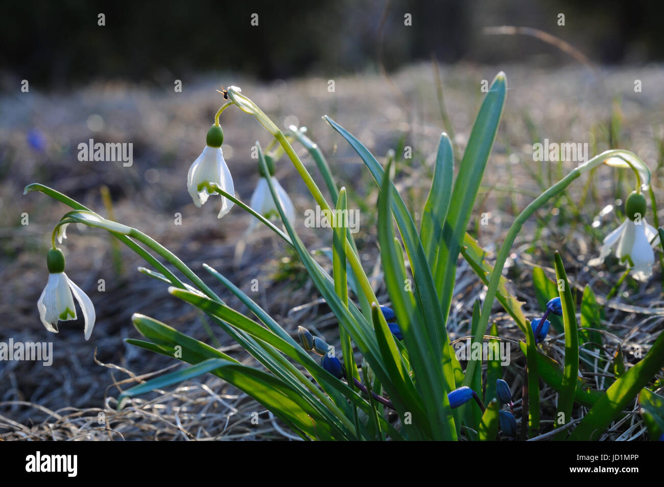 A group of blooming spring flowers in their natural environment ...