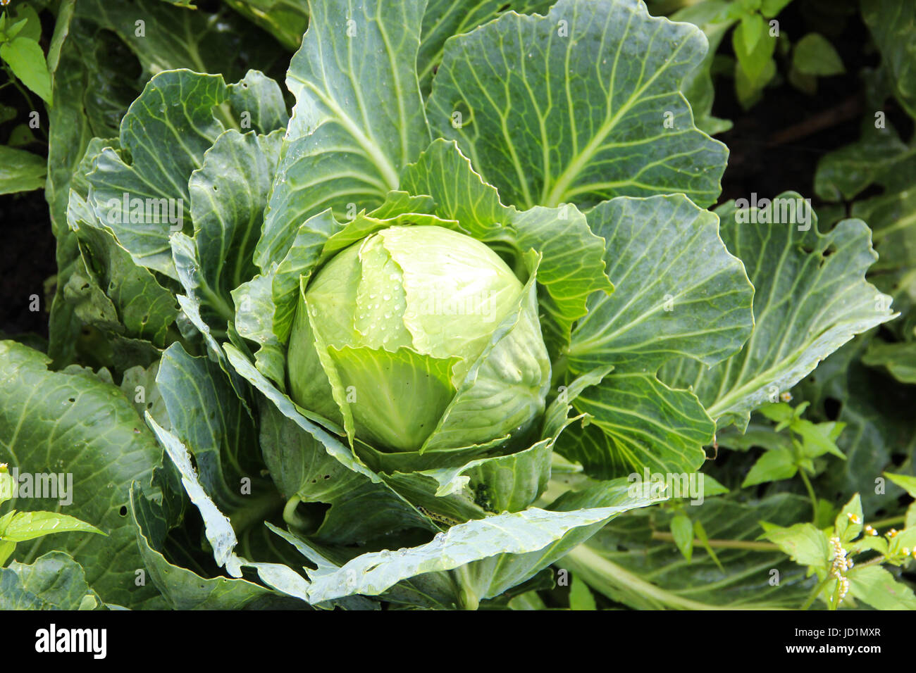 One young green cabbage with emerald leaves covered with morning dew in ...