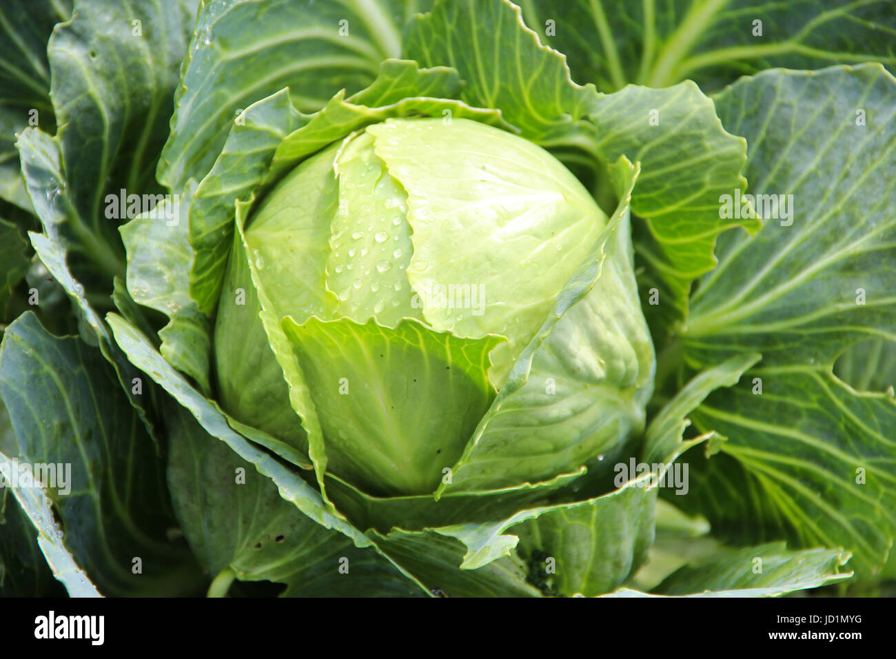 One young green cabbage with emerald leaves covered with morning dew in ...