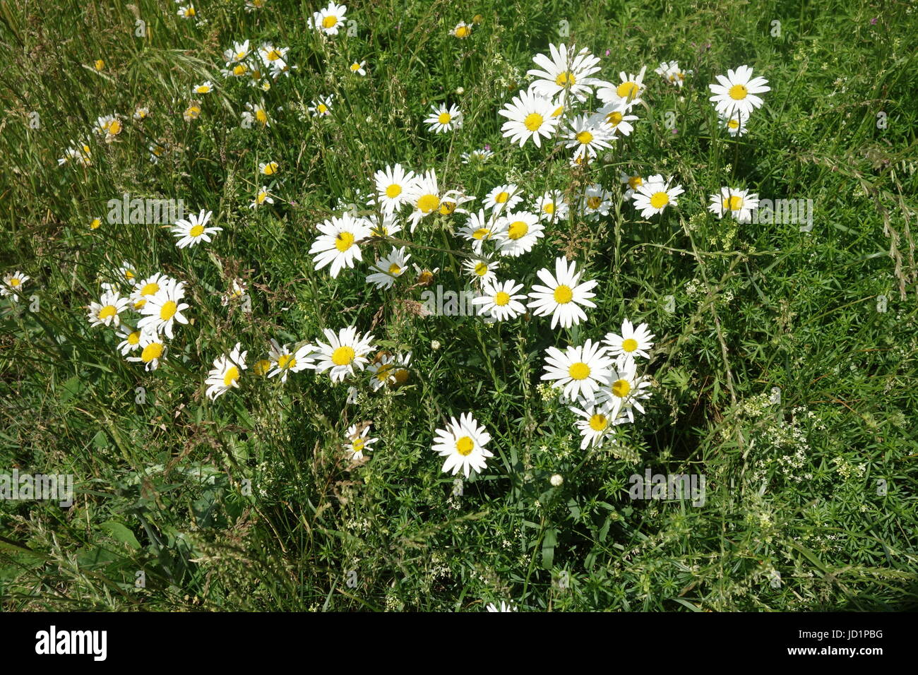 British flower hi-res stock photography and images - Alamy