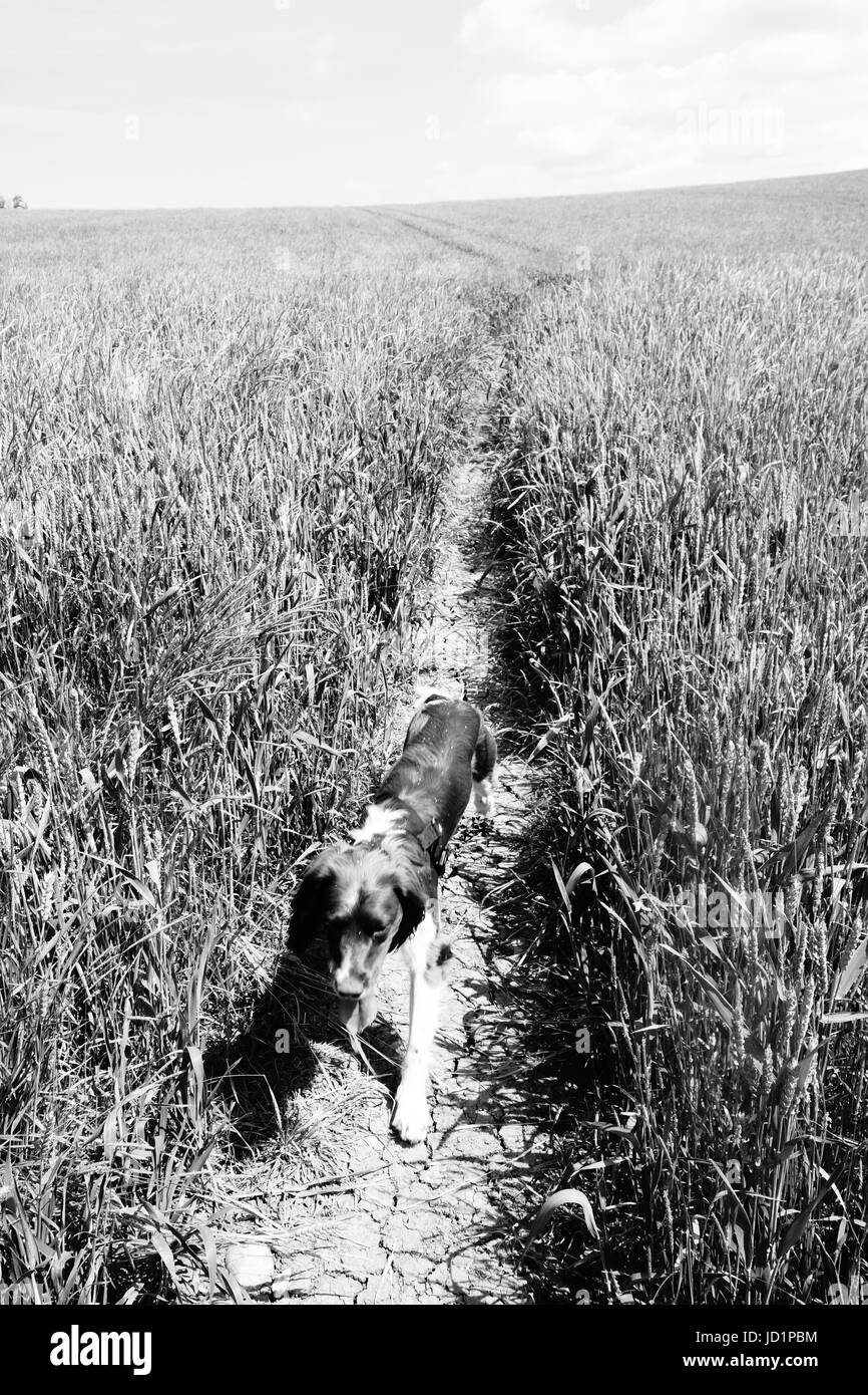 Earth dog Black and White Stock Photos & Images - Alamy