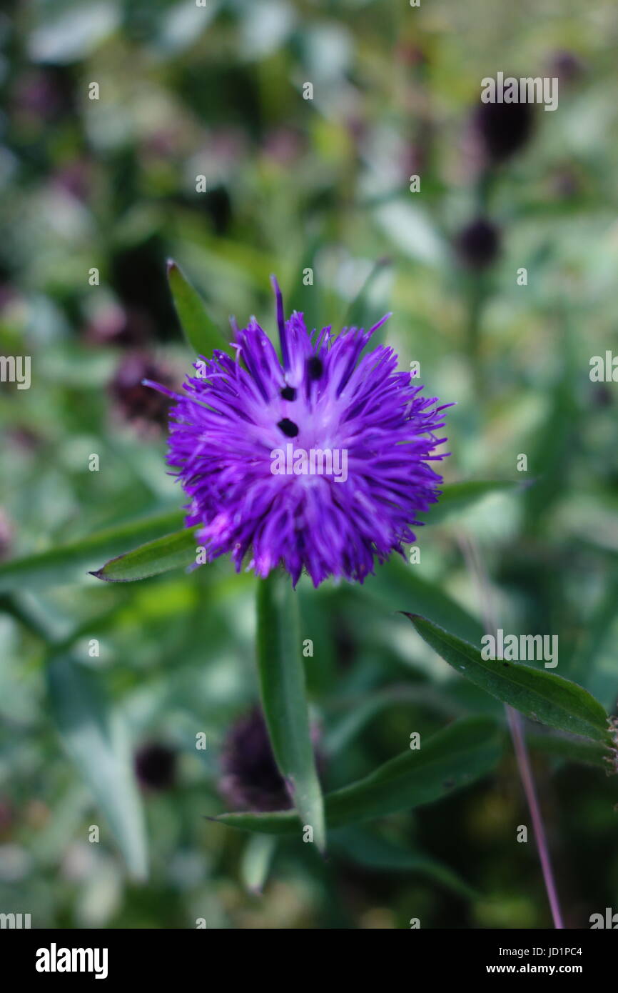 British flower hi-res stock photography and images - Alamy