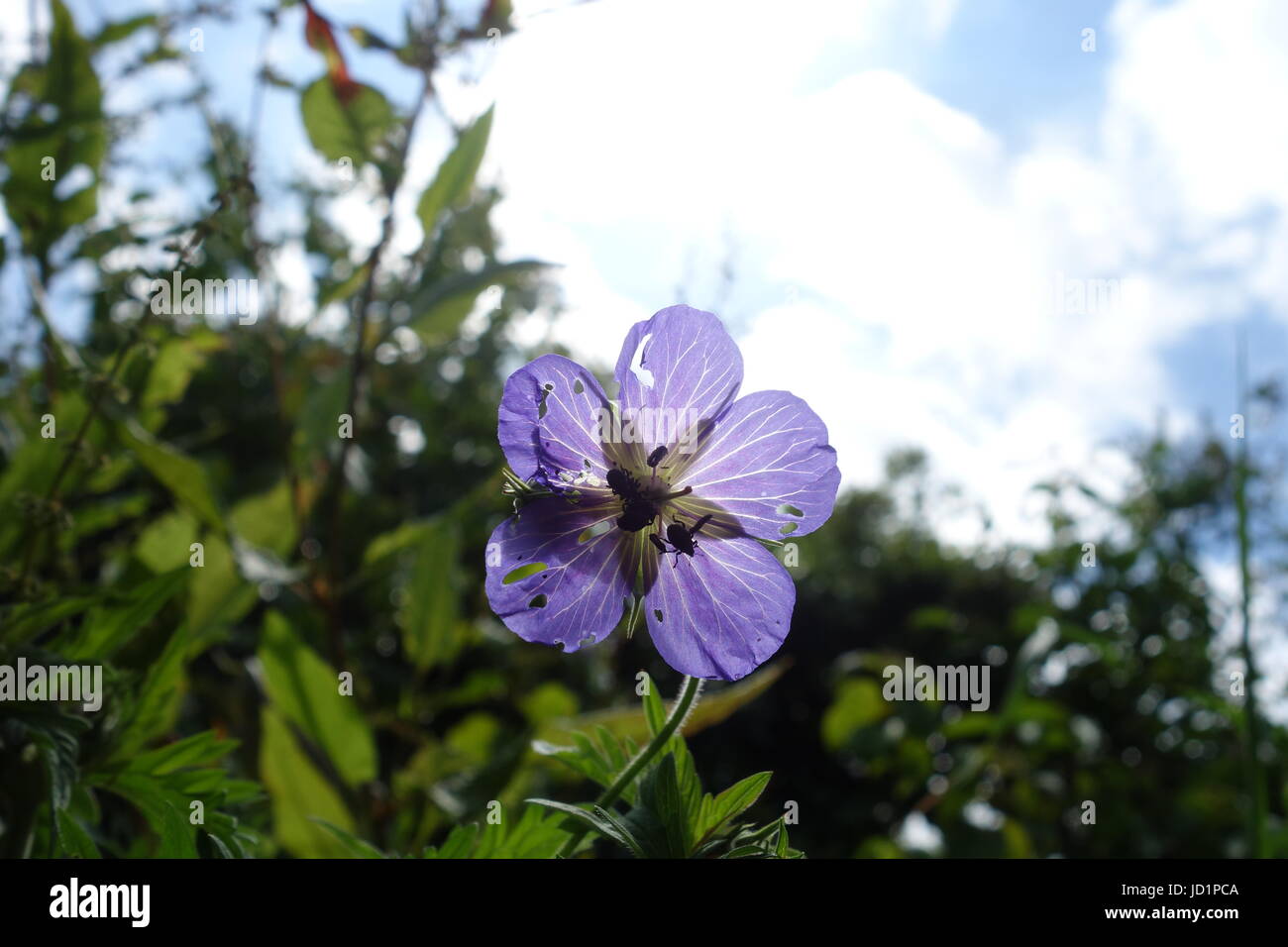 British flower hi-res stock photography and images - Alamy