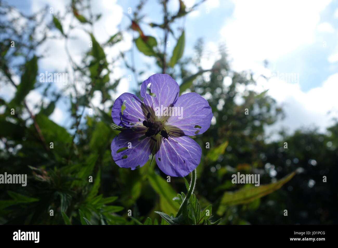 British flower hi-res stock photography and images - Alamy