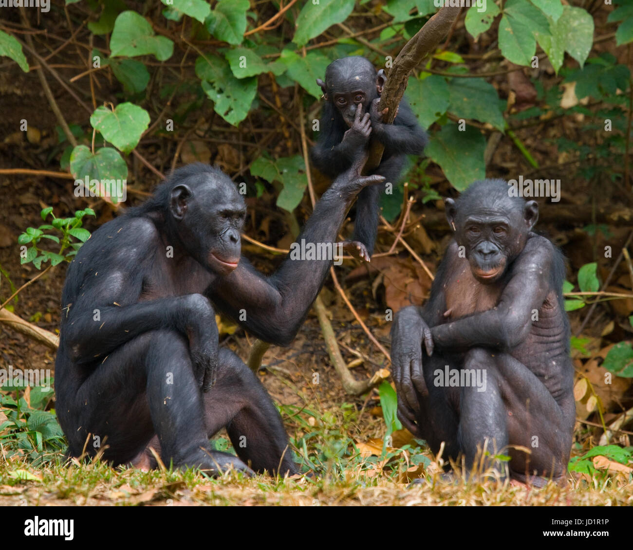 Group of Bonobos. Democratic Republic of Congo. Lola Ya BONOBO National ...