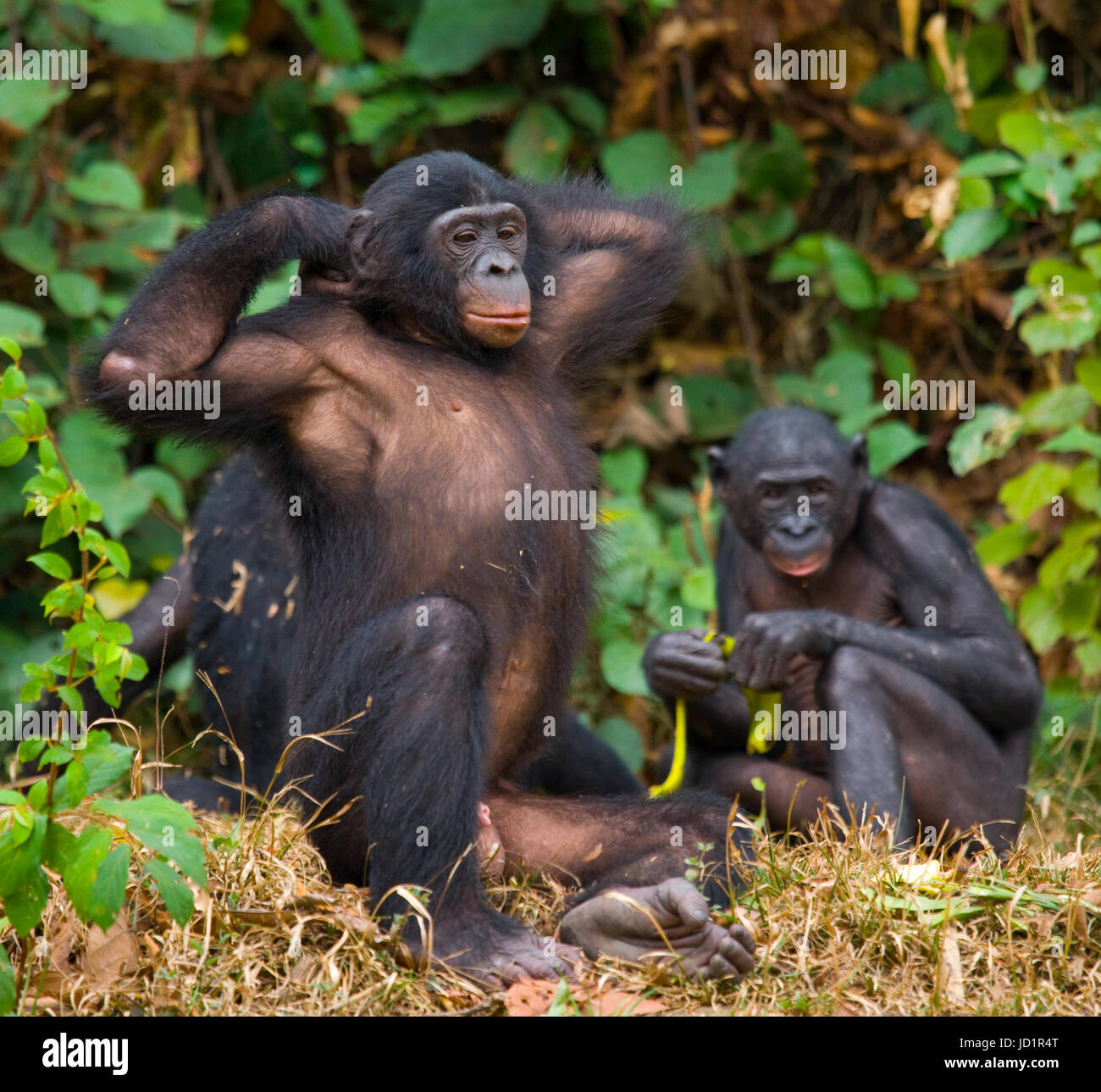 Female bonobo with a baby. Democratic Republic of Congo. Lola Ya BONOBO ...