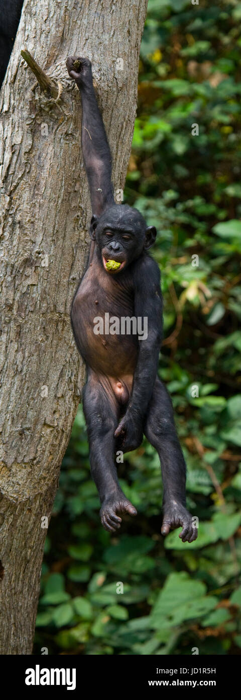 Bonobo on a tree. Democratic Republic of Congo. Lola Ya BONOBO National ...