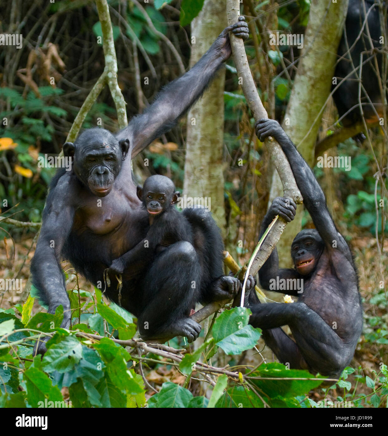 Female bonobo with a baby. Democratic Republic of Congo. Lola Ya BONOBO ...