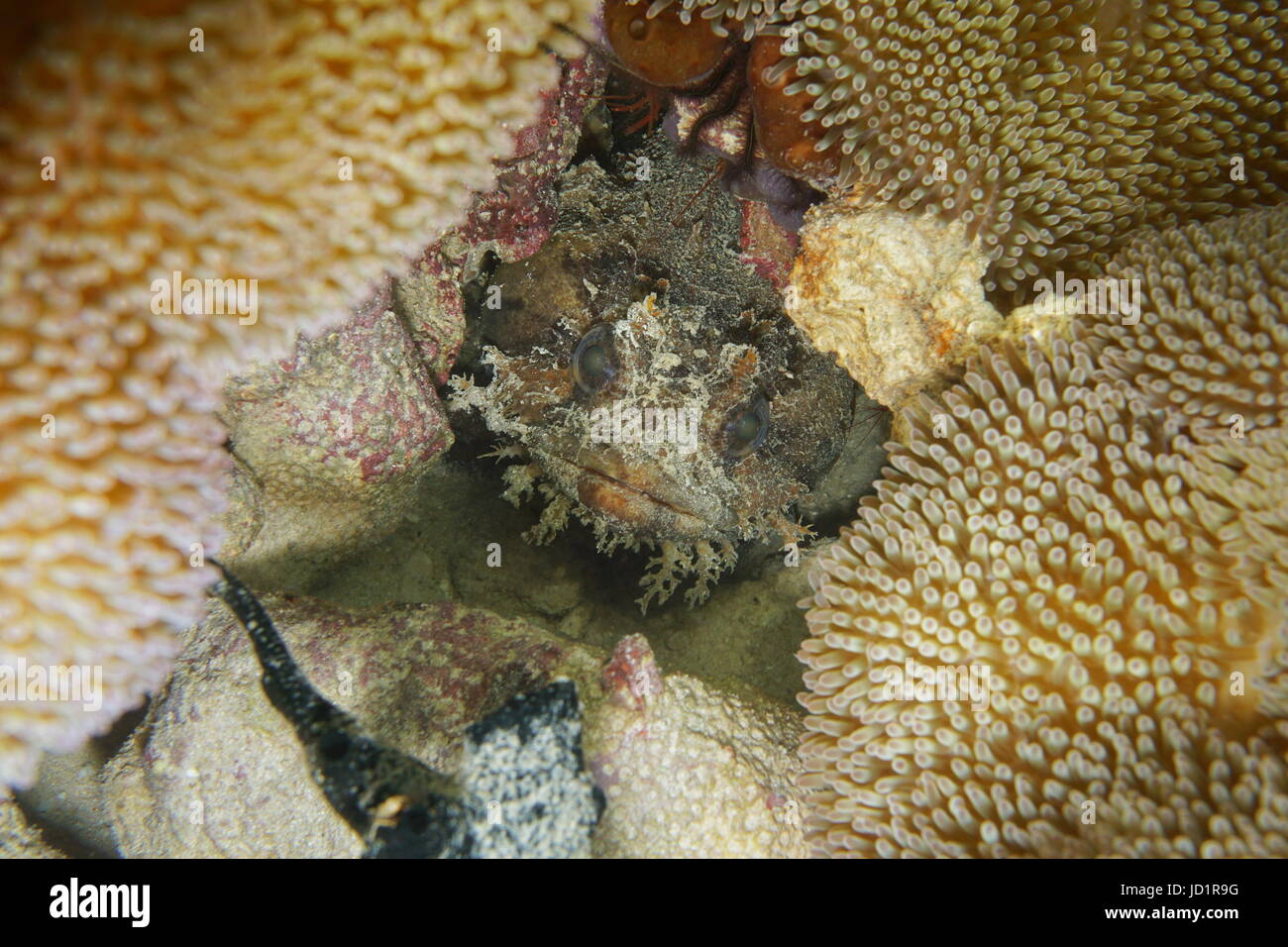 Bocon toadfish hi-res stock photography and images - Alamy