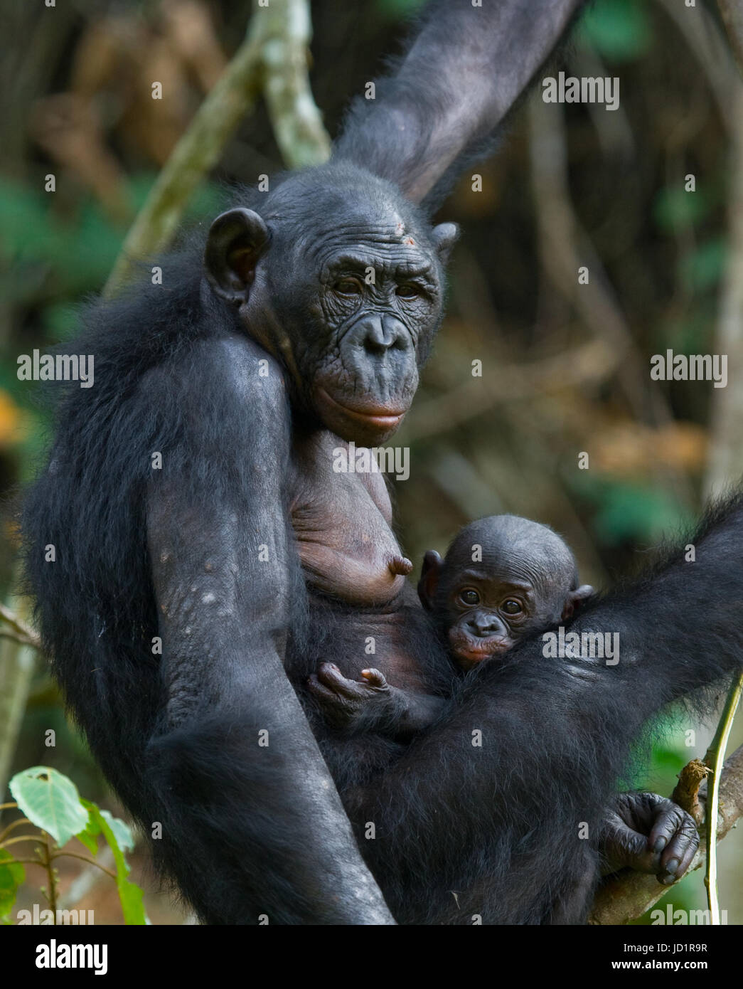 Female bonobo with a baby. Democratic Republic of Congo. Lola Ya BONOBO ...