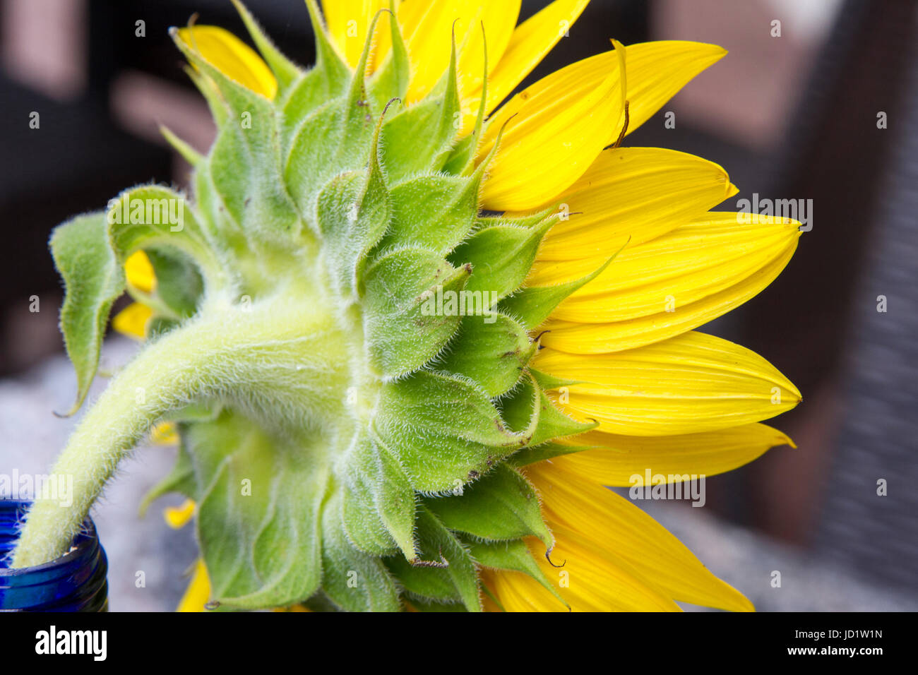 back of sunflower Stock Photo - Alamy