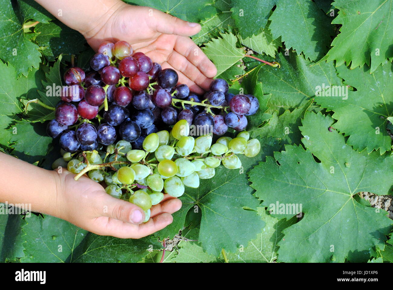 culture, garden, ground, soil, earth, humus, agriculture, farming ...