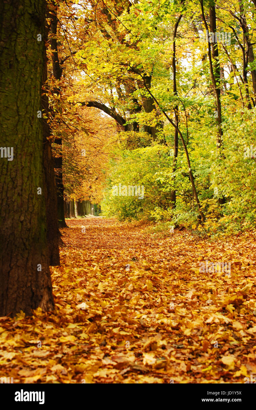 tree, trees, autumn colours, avenue, autumnal atmosphere, season, path ...