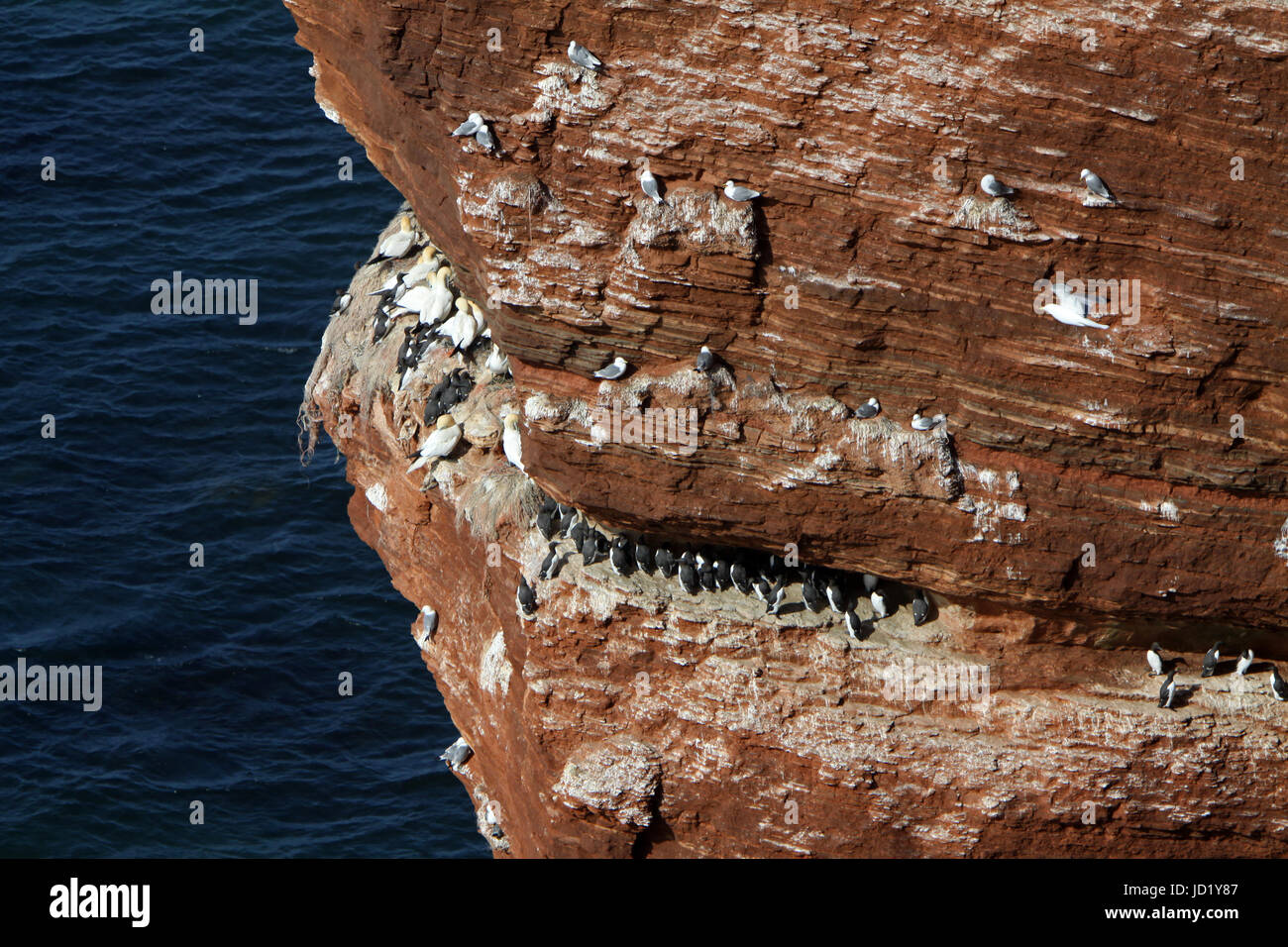 bird, birds, rock, hick, isle, island, bird, water, north sea, salt ...
