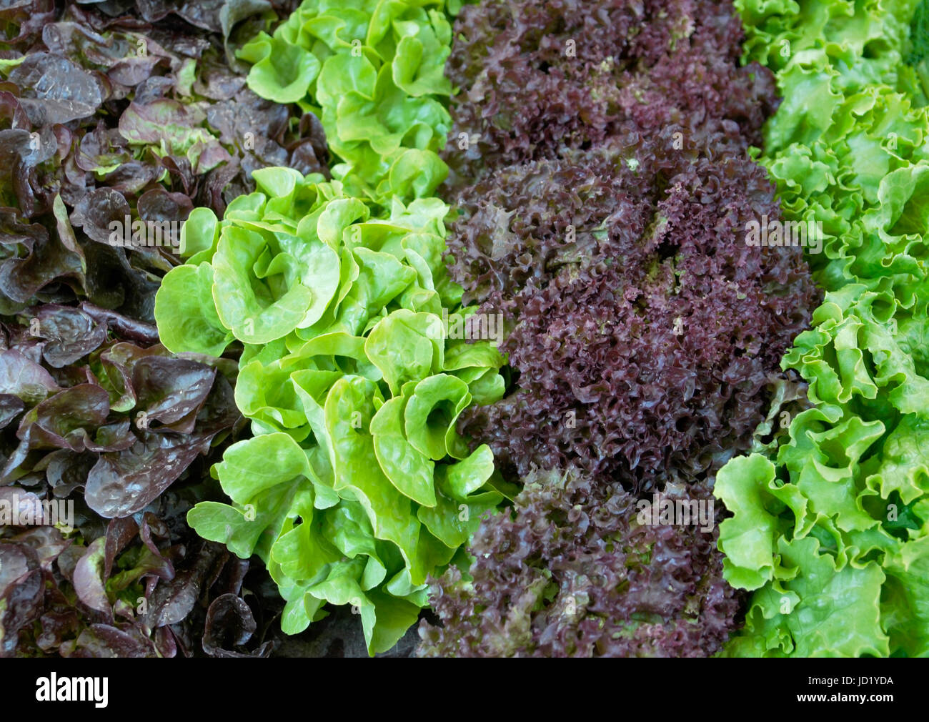 food, aliment, green, variation, salad, food, aliment, green ...