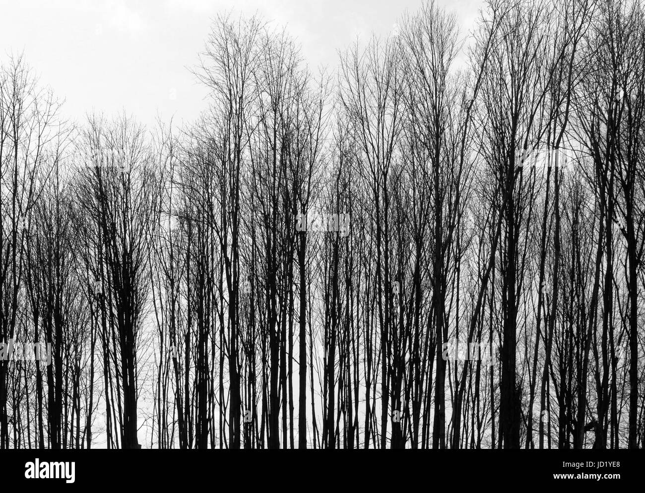 Slim tree trunk Black and White Stock Photos & Images - Alamy